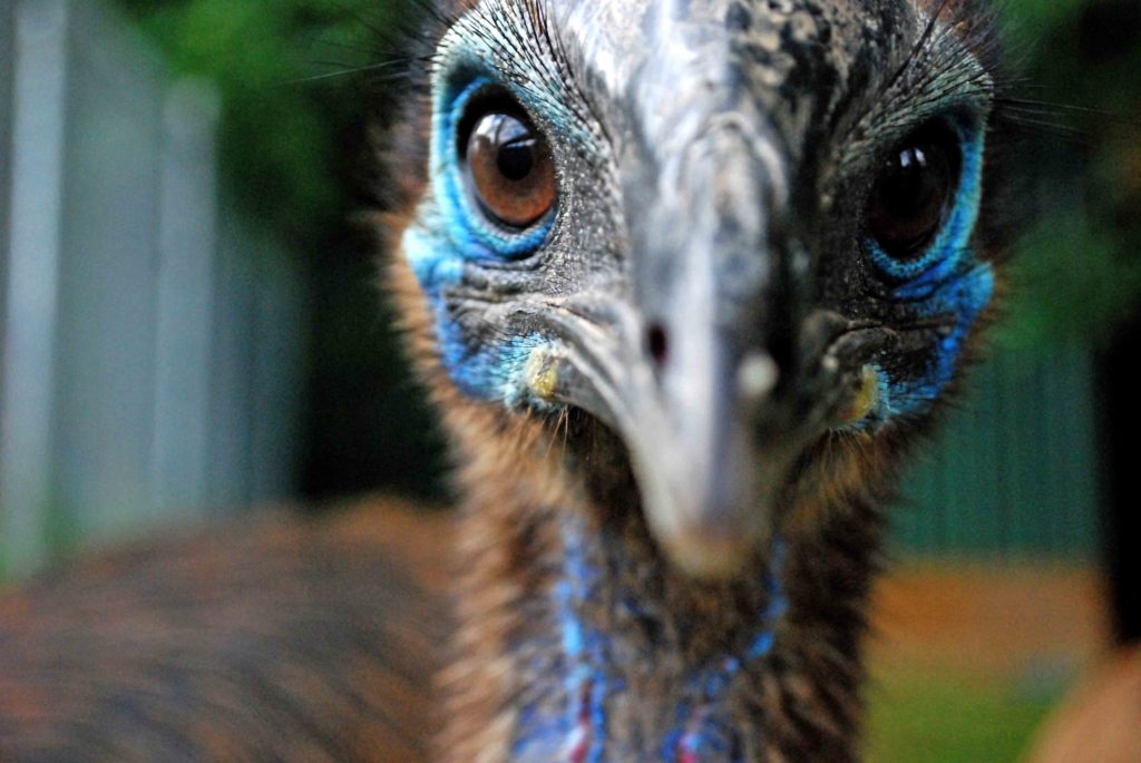 Natural Bridge Zoo - Blue Ridge Parkway
